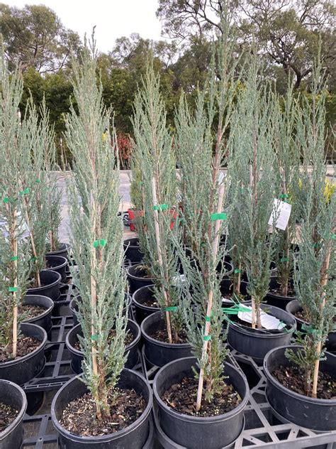 Murphys Nursery Garfield North Vic