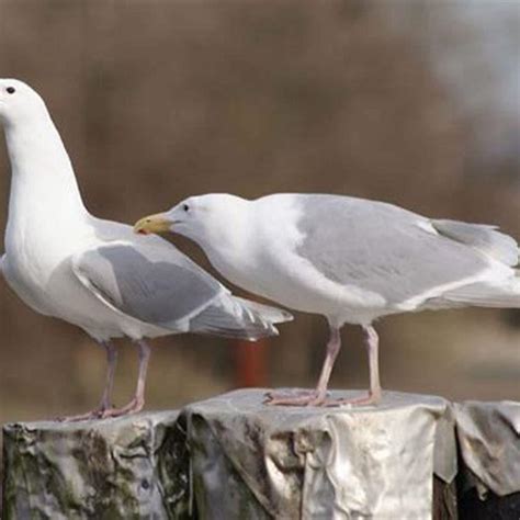 Do Glaucous Winged Gulls Migrate Diy Seattle