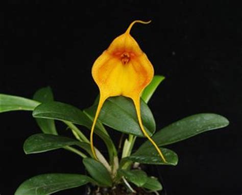 Masdevallia Angel Tang Masd Veitchiana Prince De Galle Amaos X