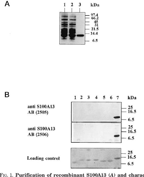 Figure 1 From Biochemical Characterization And Subcellular Localization In Different Cell Lines
