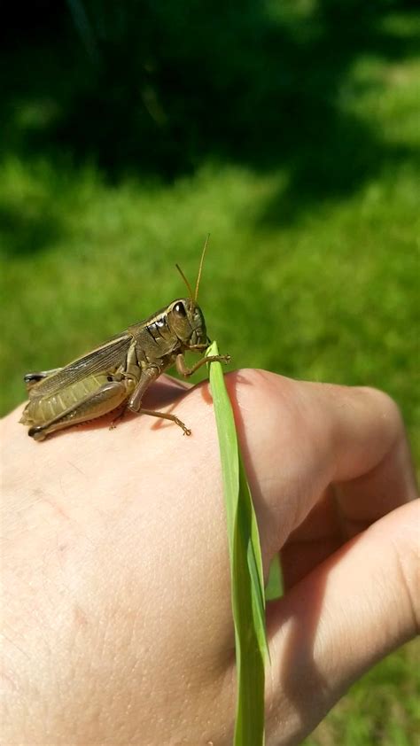 Grasshopper Friend Having A Snack On My Hand Rawwnverts