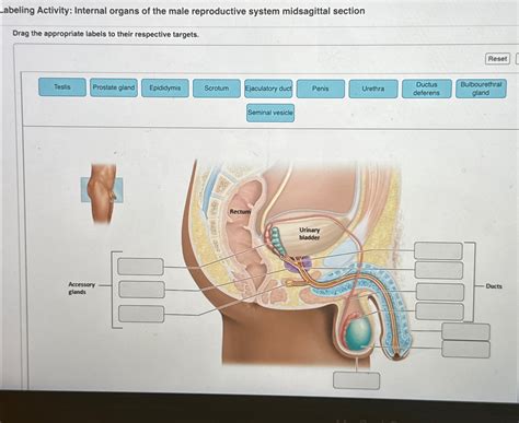 Solved Labeling Activity Internal Organs Of The Male