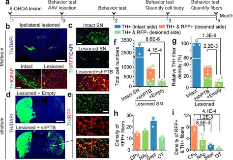 Figure 4 From Reversing A Model Of Parkinsons Disease With In Situ