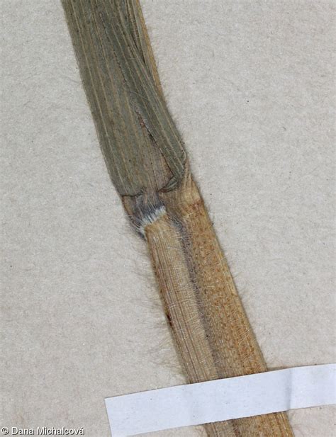 Panicum Miliaceum • Floravegeu