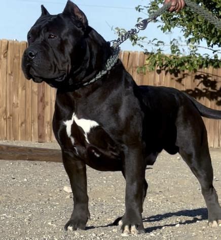 Huge 100 Pound Xxl Large Male Pitbulls Bully Xtreme Bully Breeds Dogs