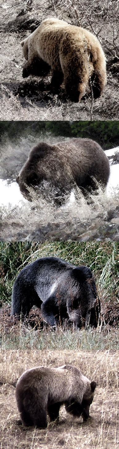 Root Grubbing Allgrizzly