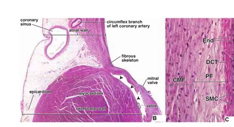Heart Histology Atrium Human Heart Endocardium Stock Image Image Of