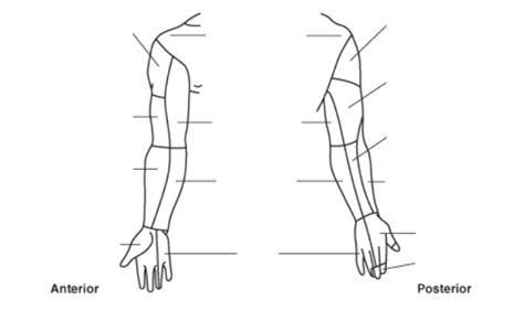 Diagram Of Pns Tx 500 Sensory Nerve Distribution Upper Extremity Quizlet