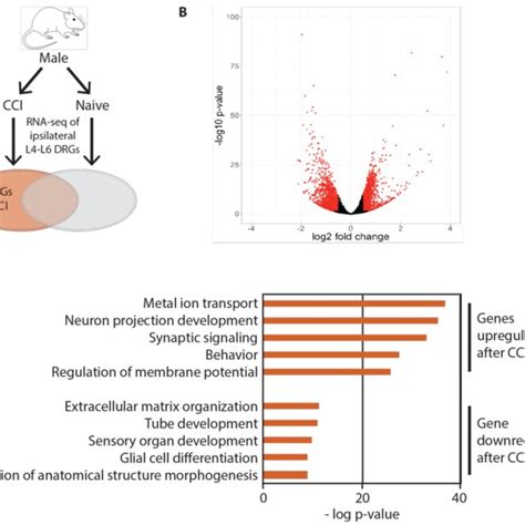 Sex Differences Of Gene Expression In The Dorsal Root Ganglia Drg