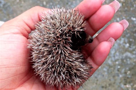 Quel Est Le Nom Donné Au Bébé Hérisson