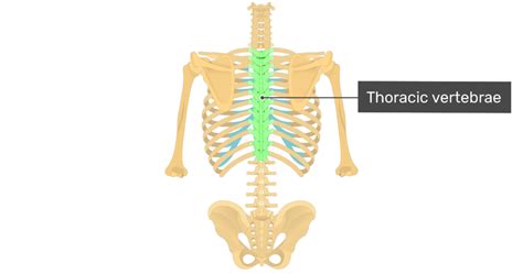 Thoracic Vertebrae Diagram Thoracic Anatomy Physiopedia