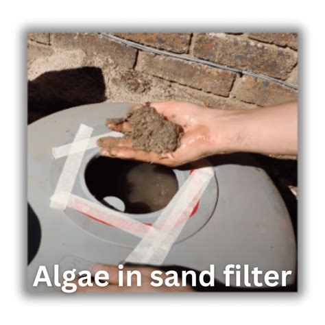 Algae In Sand Filter Heres How To Remove It Sanantoniopoolcleaner