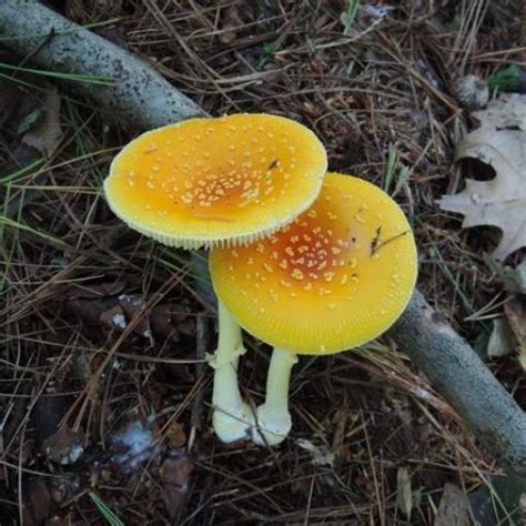Frosts Amanita Amanita Frostiana Identification And Edibility Plantiary