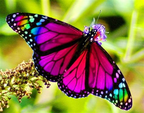 Real Colorful Butterfly Wings