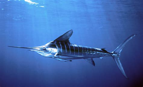 Striped Marlin Species Guide Species Guide And Techniques Mydae