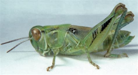 Melanoplus Devastator Grasshoppers Of The Western U S