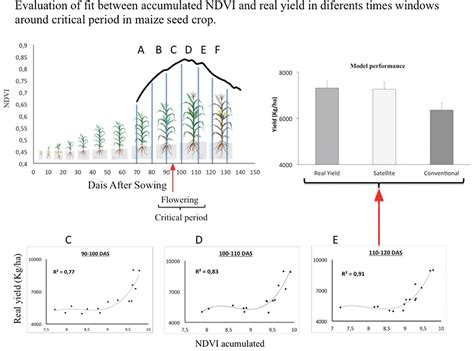 Maize Zea Mays L Yield Estimation Using High Spatial And Temporal Resolution Sentinel 2