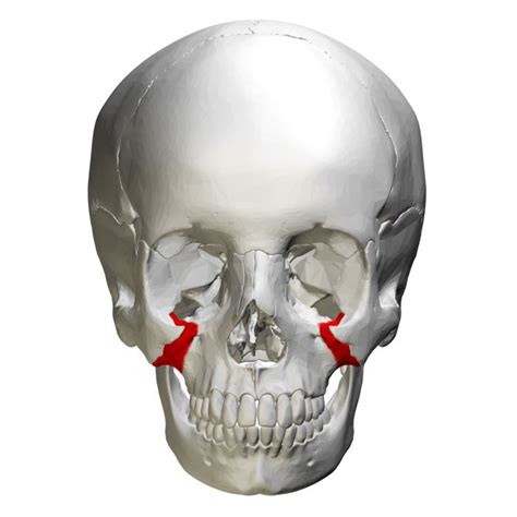 Zygomatic Process Of Maxilla Alchetron The Free Social Encyclopedia