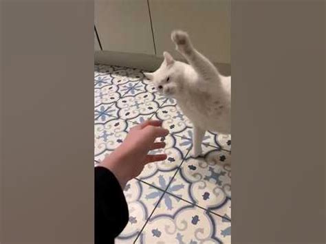 Кот не отпускает гулять🤣 Обиделся на хоязина😻 #shorts #котики #юмор ...
