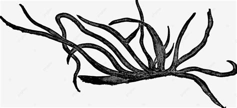 First Plantsfossil Algaevintage Engraving Flora Algology Algae Vector