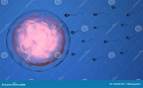 Natural Fertilization Web Banner Sperm And Egg Vector Illustration Reproductive Medicine