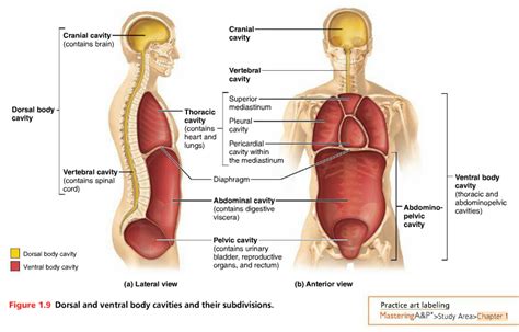 Spinal Cord External Features Ventral Cavity Dorsal Cavity The