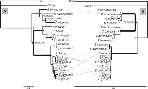 Figure 1 From Molecular Phylogeny And Evolution Of The Perissodactyla