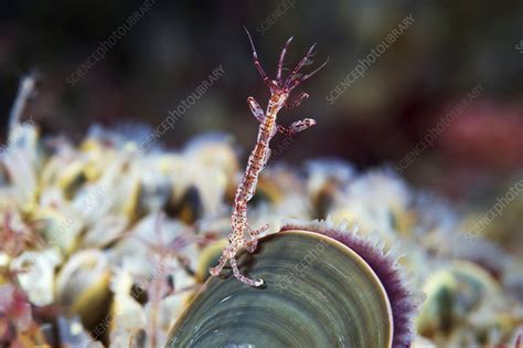 Skeleton Shrimp Stock Image C0104996 Science Photo Library