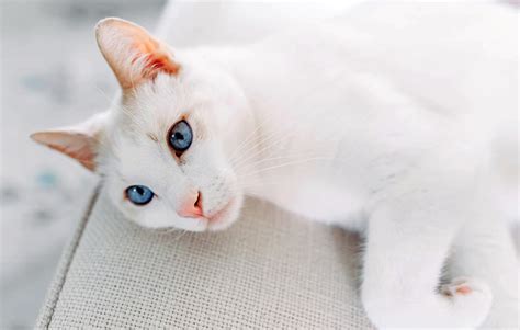 Domestic Shorthair Breed Profile Things To Know Before Adopting A