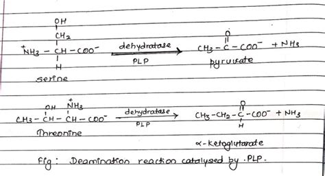 Vitamin B Complex Structure Coenzyme Forms And Biological Roles Online Biology Notes