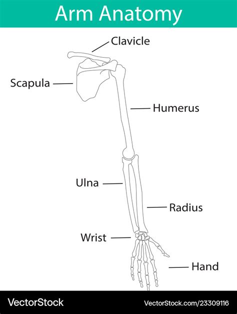 Left Arm Skeleton Diagram