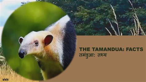 The Tamandua Facts तमंडुआ तथ्य Wildwithnature7030 Youtube