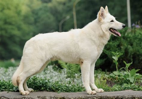 Schweizer Hunderassen 9 Hunde Die Aus Der Schweiz Stammen Hundekumpel