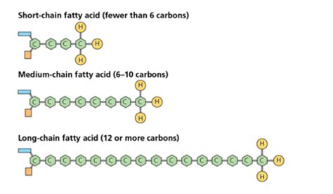 Gut Lymphatics And Long Chain Triglycerides Sharon S Shepard