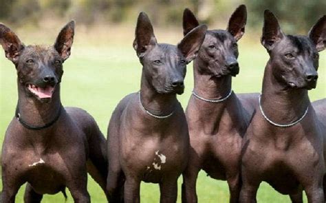 All About Xoloitzcuintli Dog Breed Origin Behavior Trainability