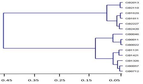Dendrogram Constructed On The Basis Of Rapd Data In 14 Genotypes Of Download Scientific Diagram