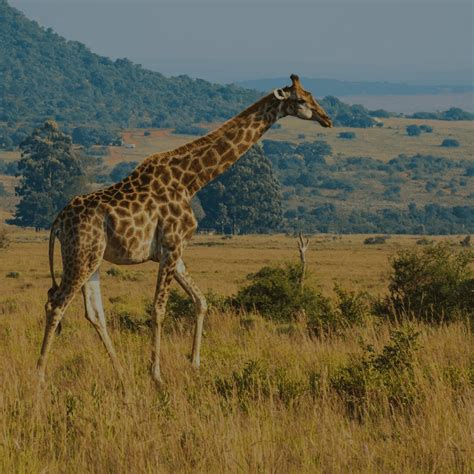 Wildlife Flora And Fauna Of Mauritius Discover Africa