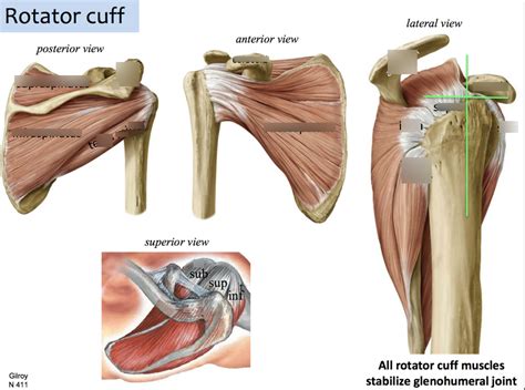 Lecture 3 Rotator Cuff Again Diagram Quizlet