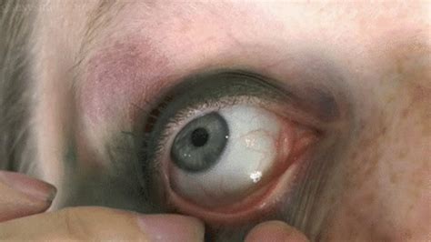 Eye Make Up Eye Fetish Very Close Up High Definition Eye Play 2much4you Clips4sale