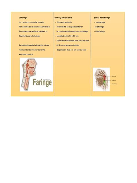 La Faringe Pdf
