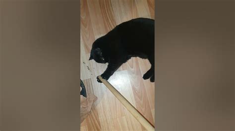 Black Cat 796 Youtube