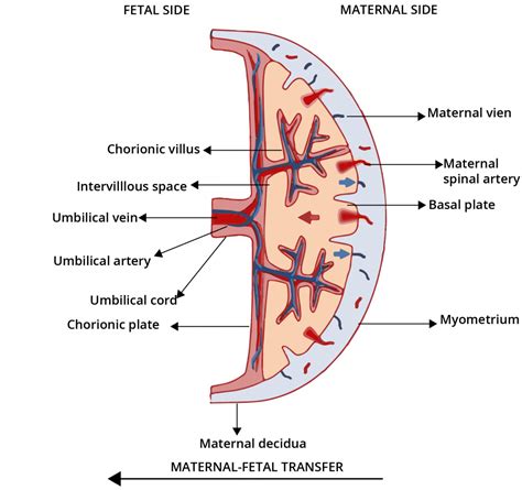 Diagram Of The Placenta Cbse Class Notes Online Classnotes123