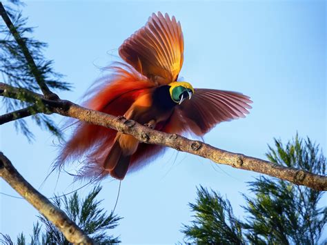 Raggiana Bird Of Paradise Paradisaea Raggiana Birds Of The World