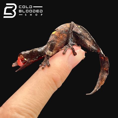 Satanic Leaf Tailed Gecko 7