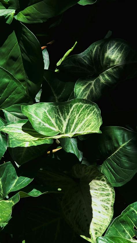 Imtock Videos Download The Best Free 4k Stock Video Footage