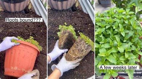 Gardener Shares Amazing Hack To Give Your Root Bound Plant A New Lease On Life It Works So