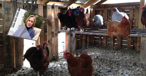 Footage Of Hillary Clinton In Nations Chicken Coops Responsible For Killing Off Birds Sex Drive