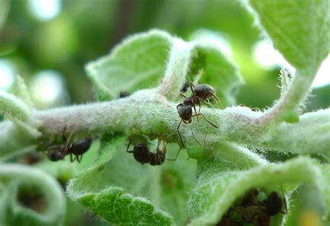 All About Aphids In Your Trees Arbortec Tree Service