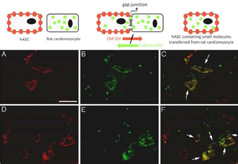 Functional Gap Junctions Formed Between Human Adipose Derived Msc And