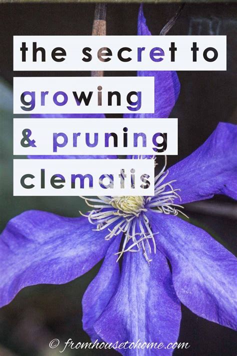 Clematis Vine Care Planting Growing And Pruning Tips Artofit
